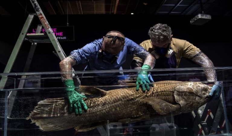 Extinct Fish Species : 420 మిలియన్ల ఏళ్ల క్రితమే అంతరించిన చేప జాతులు ...