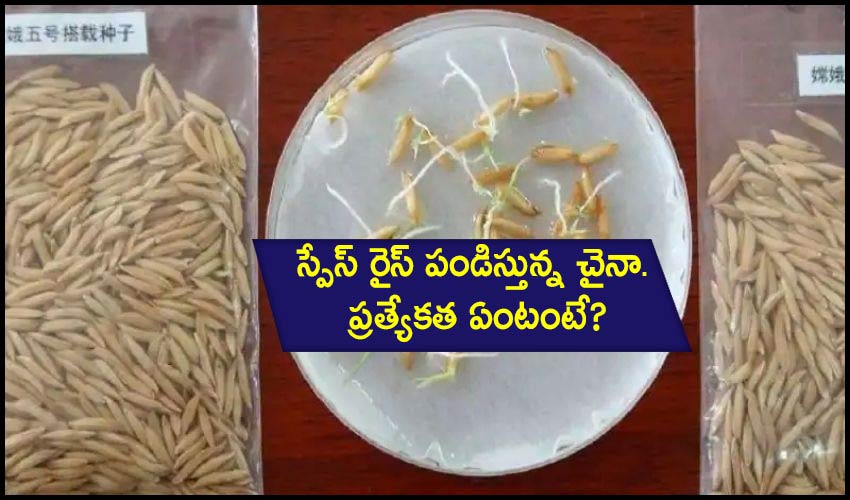 Rice From Heaven: స్పేస్ రైస్ పండిస్తున్న చైనా.. ప్రత్యేకత ఏంటంటే? What ...