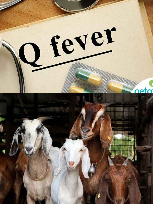 Q ఫీవర్.. ఎలా వస్తుంది? లక్షణాలేంటి? - 10TV Telugu | Q fever scare in ...